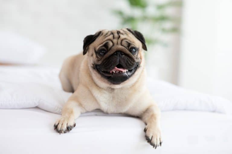 5 Best Calming Diffusers for Dogs - iHeartDogs.com