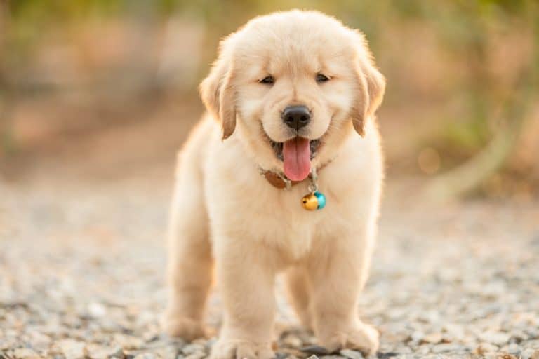 13 Most Adorable Puppy Breeds You’ll Want to Hug - iHeartDogs.com