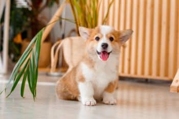 15 Silly Dog Breeds That Live To Make You Laugh
