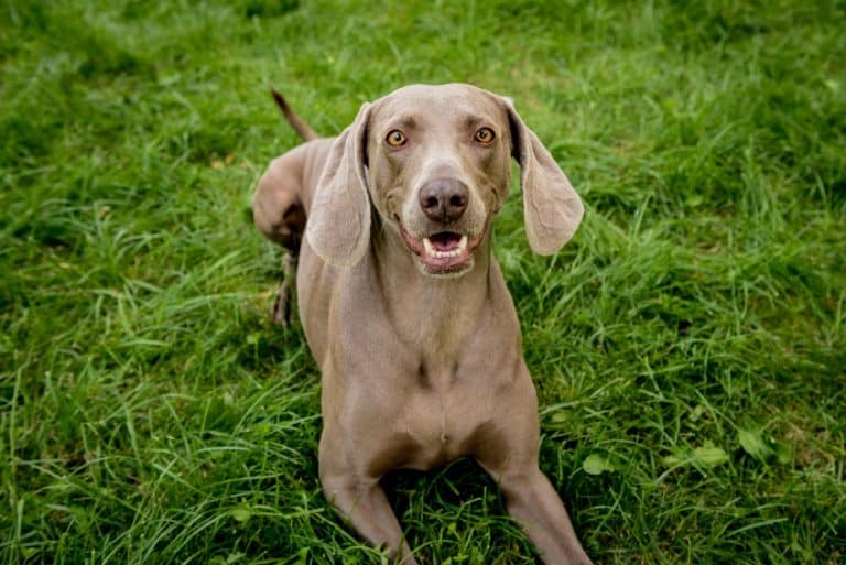 15 Sleek Dog Breeds That Always Look Sharp - iHeartDogs.com