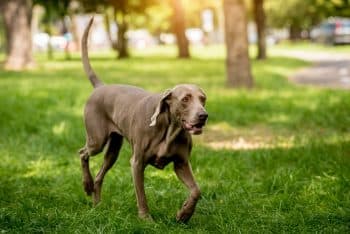 11 Hyper Dog Breeds That Stay Forever Playful - iHeartDogs.com