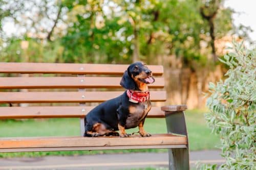 11 Classic Dog Breeds That Never Go Out Of Style - iHeartDogs.com
