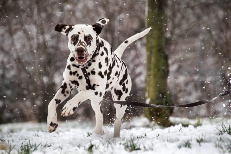 13 Energetic Dog Breeds That Never Run Out Of Zoomies - iHeartDogs.com