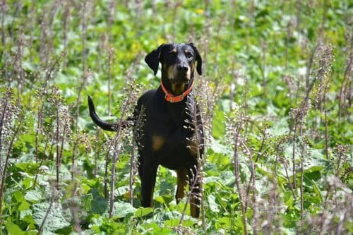 15 Dog Breeds That Are Bold, Brave, and the Bestest of Buddies ...