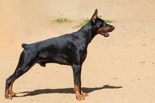 13 Brainy Dog Breeds That Impress With Their Smarts - iHeartDogs.com