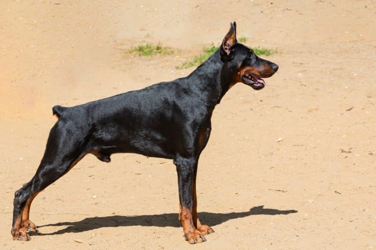 13 Brainy Dog Breeds That Impress With Their Smarts - iHeartDogs.com
