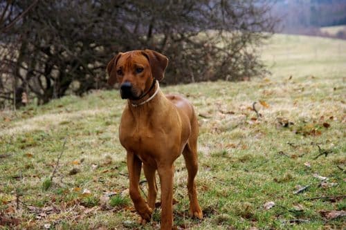 9 Courageous Dog Breeds That Add Adventure to Your Life - iHeartDogs.com