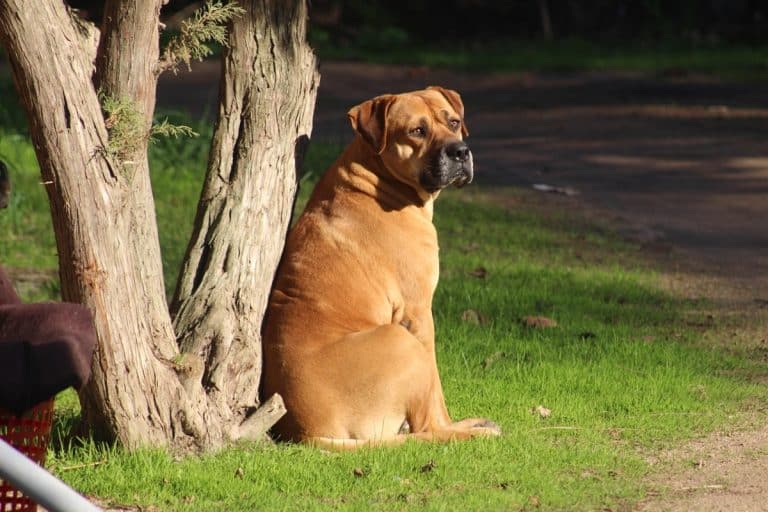 15 Dog Breeds That Are Bold, Brave, and the Bestest of Buddies ...