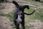 13 Silly Dog Breeds That Have The Goofiest Personalities - iHeartDogs.com