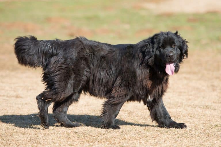 15 Chill Dog Breeds Perfect for Your Quiet Side - iHeartDogs.com