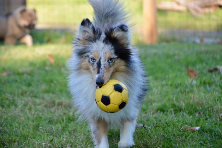 11 Quick-Witted Dog Breeds That Learn New Tricks Fast - iHeartDogs.com
