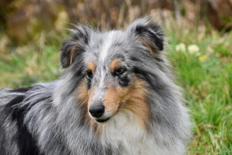 15 Wise Dog Breeds With Old Souls - iHeartDogs.com