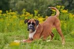 13 Silly Dog Breeds That Have The Goofiest Personalities - iHeartDogs.com