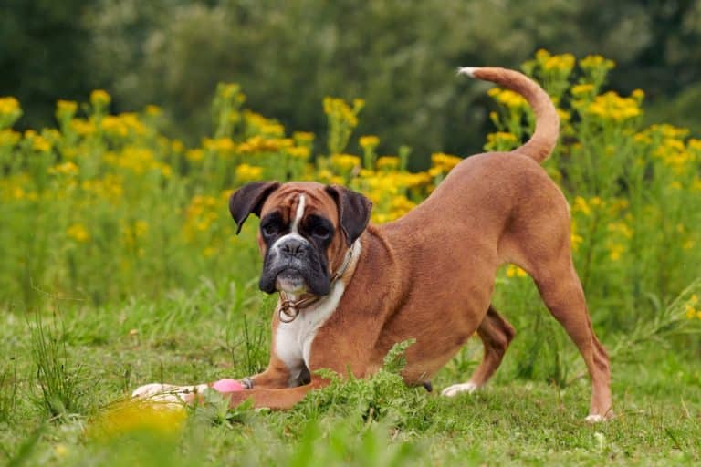 13 Silly Dog Breeds That Have The Goofiest Personalities - iHeartDogs.com