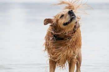 15 Joyful Dog Breeds That Make Life Better - iHeartDogs.com