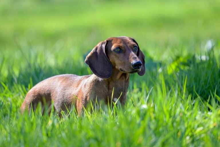 13 Silly Dog Breeds That Have The Goofiest Personalities - iHeartDogs.com