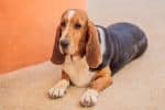 15 Chill Dog Breeds Perfect for Your Quiet Side - iHeartDogs.com