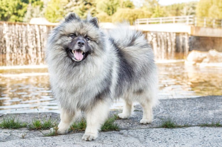 9 Cuddly Dog Breeds With Soft Coats - iHeartDogs.com