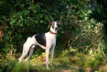 12 Shy Dog Breeds That Take Time to Warm Up in 2026 (And Why They're ...