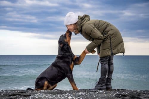 15 Facts About How Dogs Understand Time - iHeartDogs.com