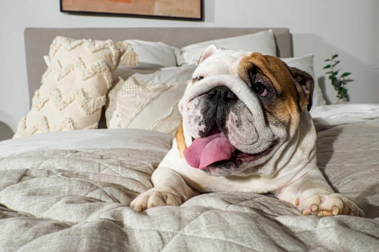 11 Warmhearted Dog Breeds That Cuddle Through the Night - iHeartDogs.com