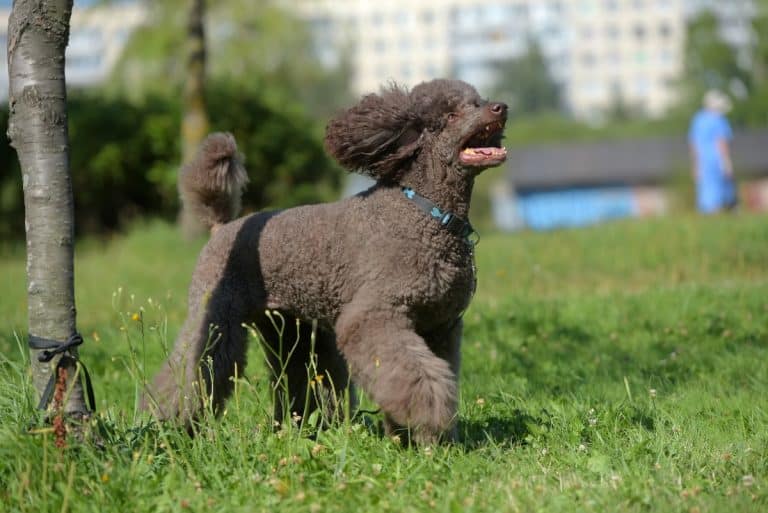 13 Smart Dog Breeds That Love to Show Off - iHeartDogs.com