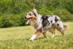 13 Fun Dog Breeds That Will Entertain You Nonstop - iHeartDogs.com