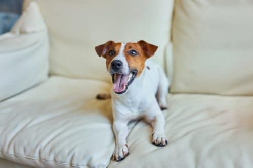 11 Signs Your Dog Understands Goodbye - iHeartDogs.com