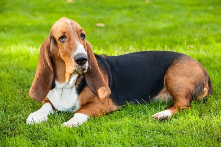 13 Short-Legged Dog Breeds That Are Close to the Ground, Big on Charm ...