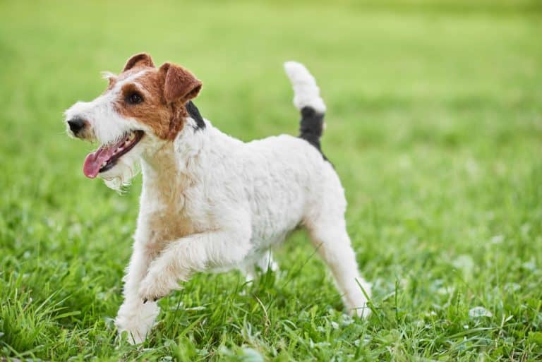 13 Dog Breeds That Redefine What It Means to Be Zesty - iHeartDogs.com