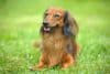 15 Sassy Dog Breeds That Have Major Attitude - iHeartDogs.com