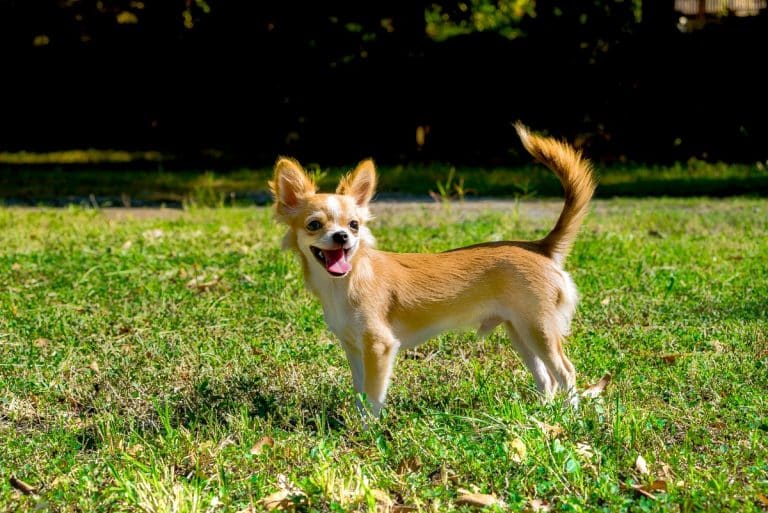 15 Sassy Dog Breeds That Have Major Attitude - iHeartDogs.com
