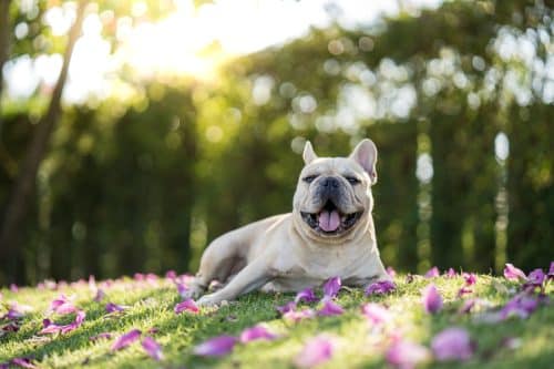 15 Perky Dog Breeds That Brighten the Gloomiest Days - iHeartDogs.com