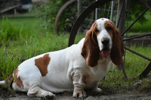 15 Silly Dog Breeds That Live To Make You Laugh
