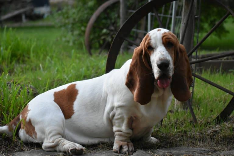 15 Silly Dog Breeds That Live To Make You Laugh