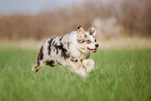 11 Athletic Dog Breeds Built For Speed And Agility - iHeartDogs.com