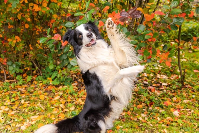 13 Distinguished Dog Breeds That Age With Incredible Grace - iHeartDogs.com