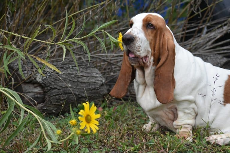 11 Cutest Dog Breeds With Floppy Ears - iHeartDogs.com