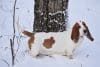 9 Comforting Dog Breeds Perfect For Winter Nights - iHeartDogs.com