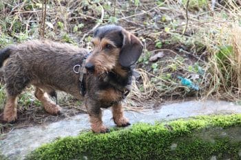 17 Scruffy Wire-Haired Dog Breeds You'll Absolutely Love (2026 ...