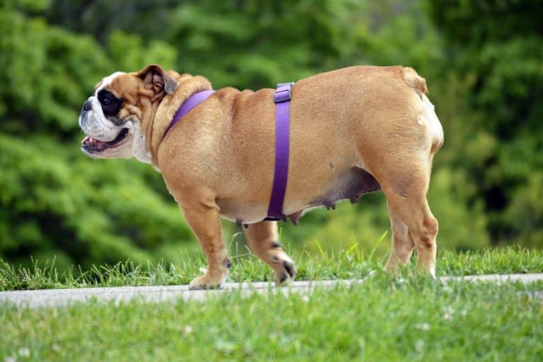 13 Silly Dog Breeds That Have The Goofiest Personalities - iHeartDogs.com