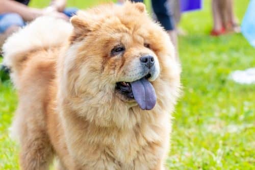 15 Chill Dog Breeds Perfect for Your Quiet Side - iHeartDogs.com