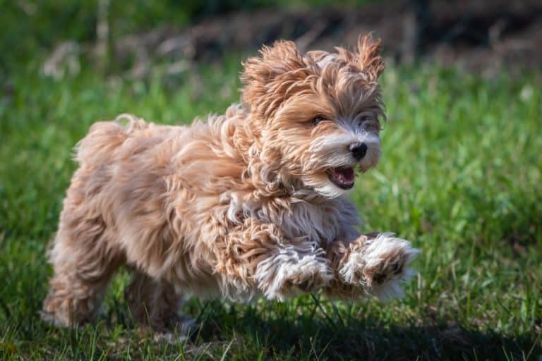 13 Soft-Hearted Dog Breeds That Comfort Instantly - iHeartDogs.com