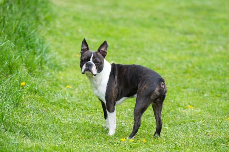 15 Bold Dog Breeds That Are Pure Joy in Small Packages - iHeartDogs.com