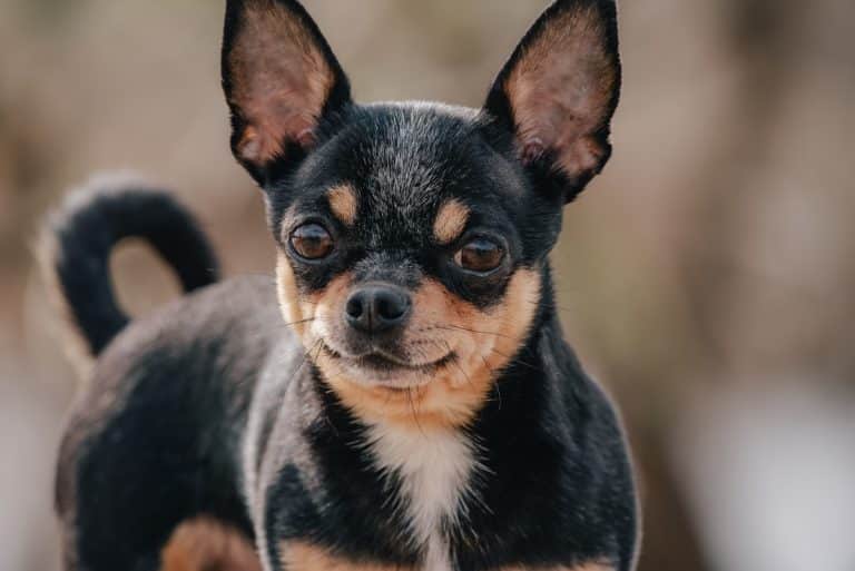 13 Easy Dog Breeds That Need Minimal Grooming & Maintenance ...