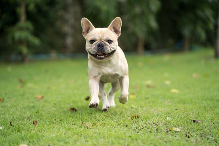 15 Sassy Dog Breeds That Have Major Attitude - iHeartDogs.com