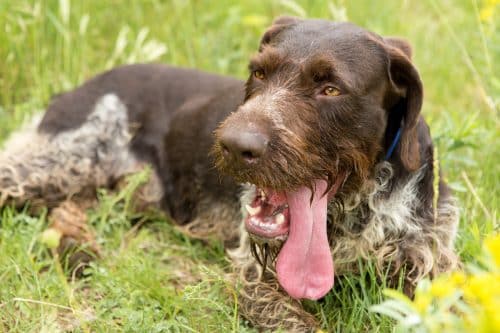 17 Scruffy Wire-Haired Dog Breeds You'll Absolutely Love (2026 ...