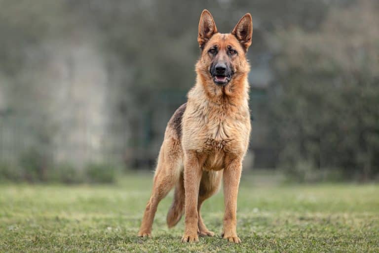 13 Brainy Dog Breeds That Impress With Their Smarts - iHeartDogs.com
