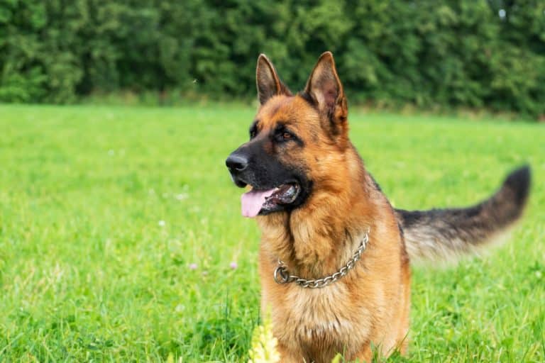Ideal Diet for German Shepherds - The Ultimate German Shepherd Feeding ...