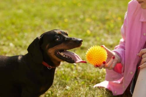 13 Lively Dog Breeds That Are Always Eager For Play - iHeartDogs.com